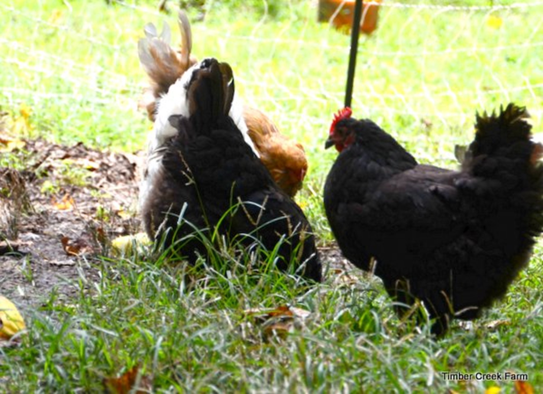 How to Keep Chickens Warm in Winter? - Backyard Poultry